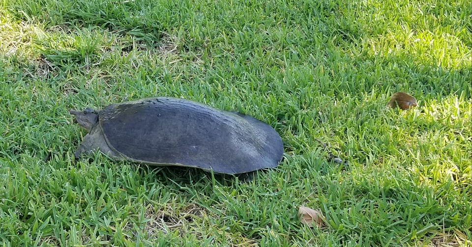 turtle | LauriesPictos | Blipfoto