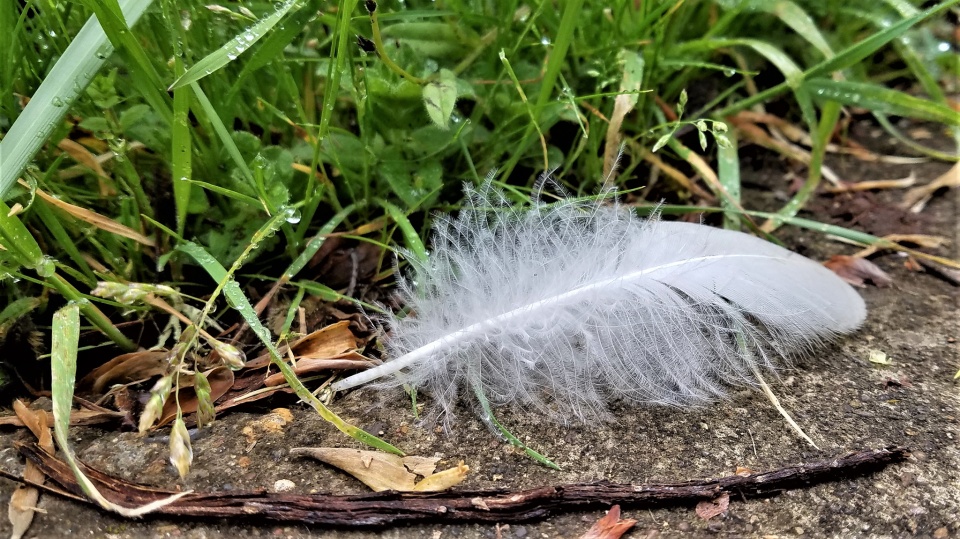 Gossamer Feather | RonaldBerry | Blipfoto
