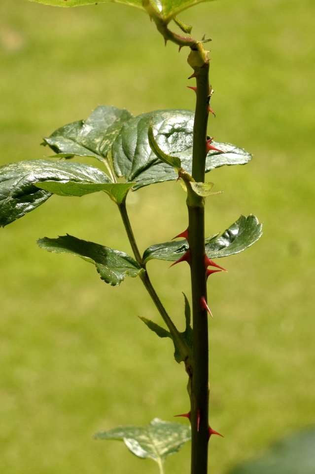 A thorny issue | rat | Blipfoto