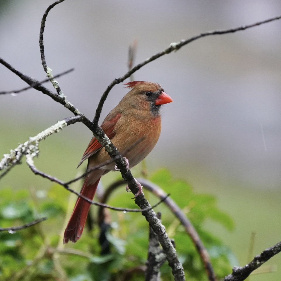 Mrs. Cardinal | Kimb | Blipfoto