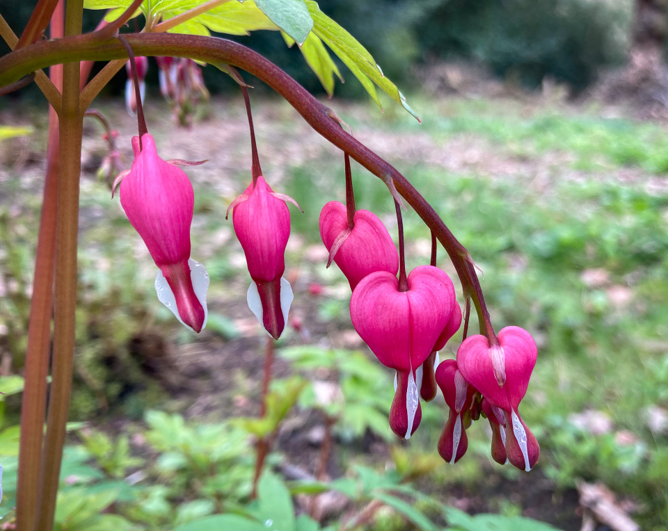 Spring Flowers | madwill | Blipfoto