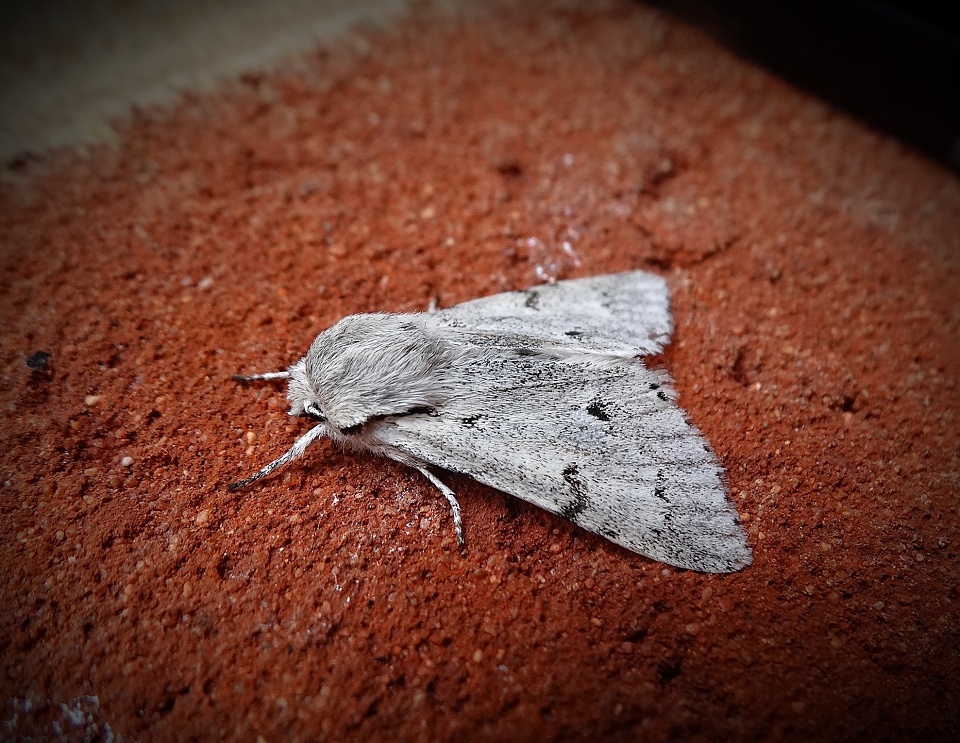 MILLER MOTH. | Gatekeeper | Blipfoto