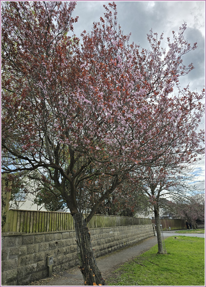 Cherry Blossom | Terrifo | Blipfoto
