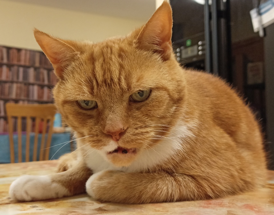 RIP Rufus | fairyhedgehog | Blipfoto