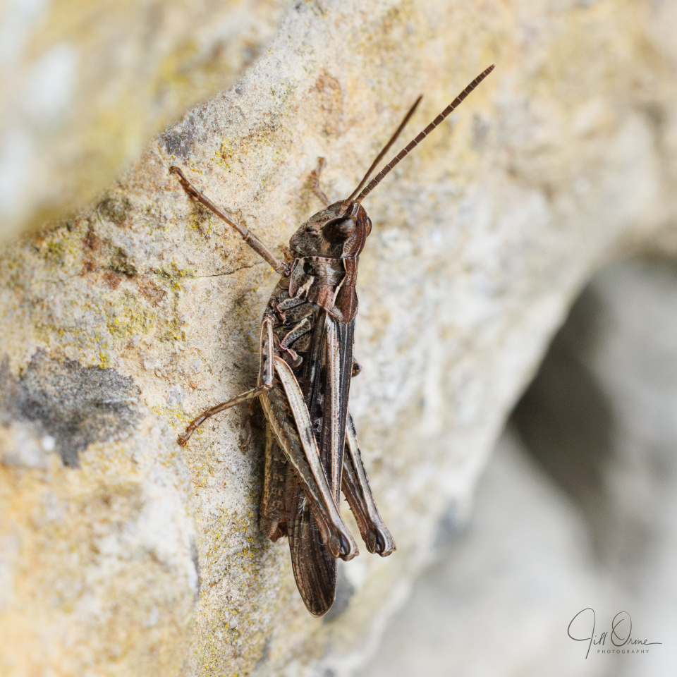 Smart | JDO | Blipfoto