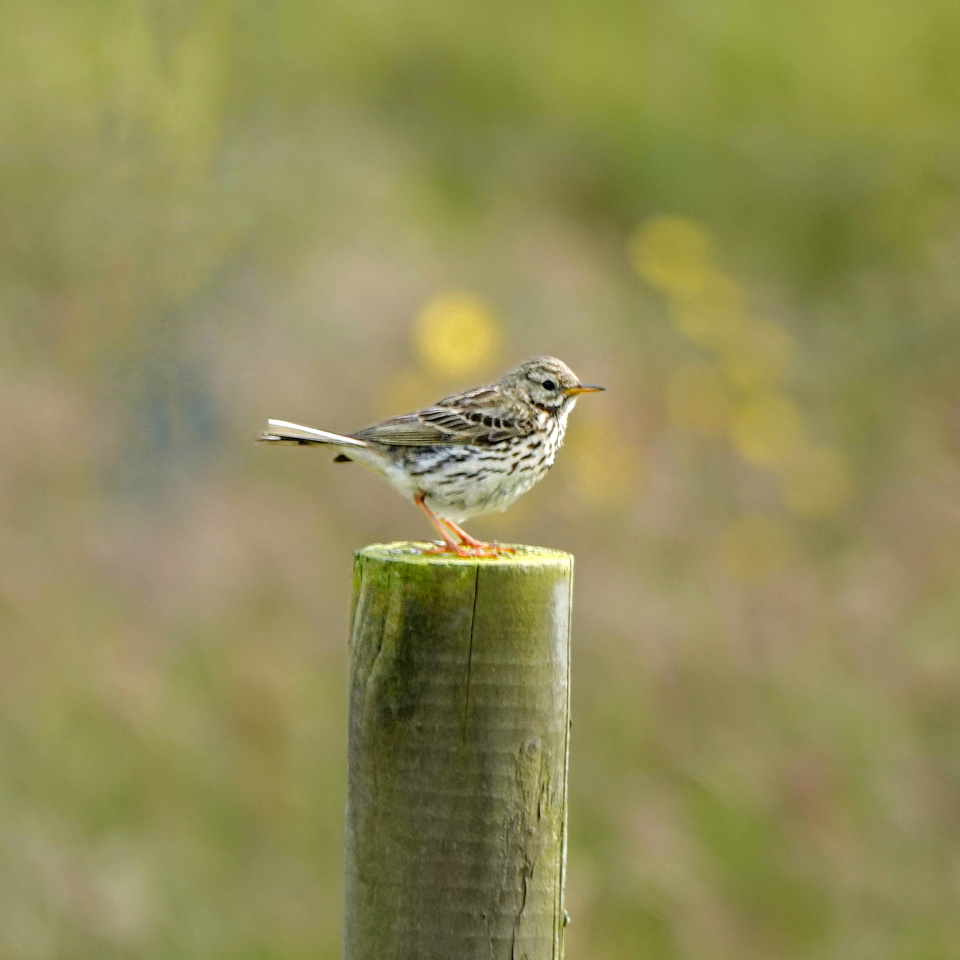 Pipit | Tweedy | Blipfoto