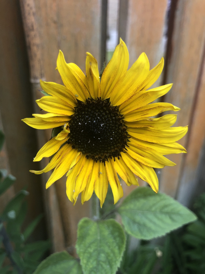 Tiny sunflower | ShanWilliams | Blipfoto