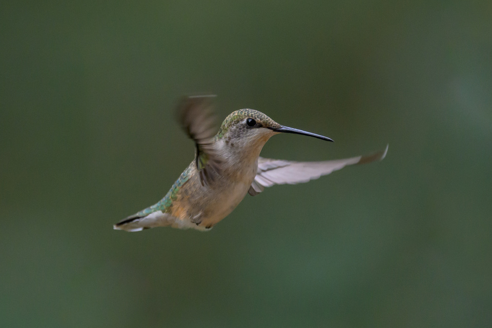 Surprise! | dbifulco | Blipfoto