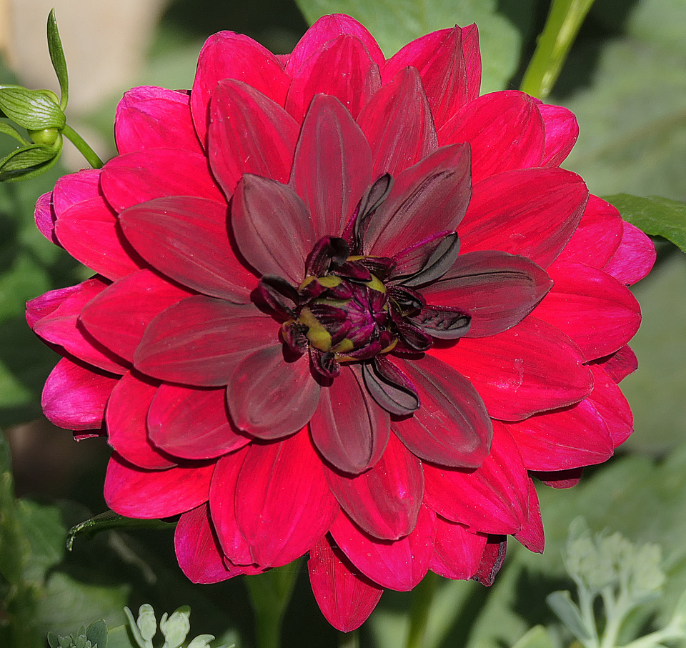 RED DAHLIA FLOWER FRIDAY. | maureen482 | Blipfoto
