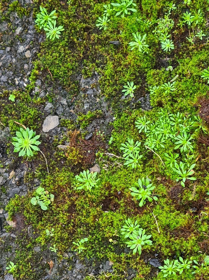 GREEN STAR | EllyJay | Blipfoto