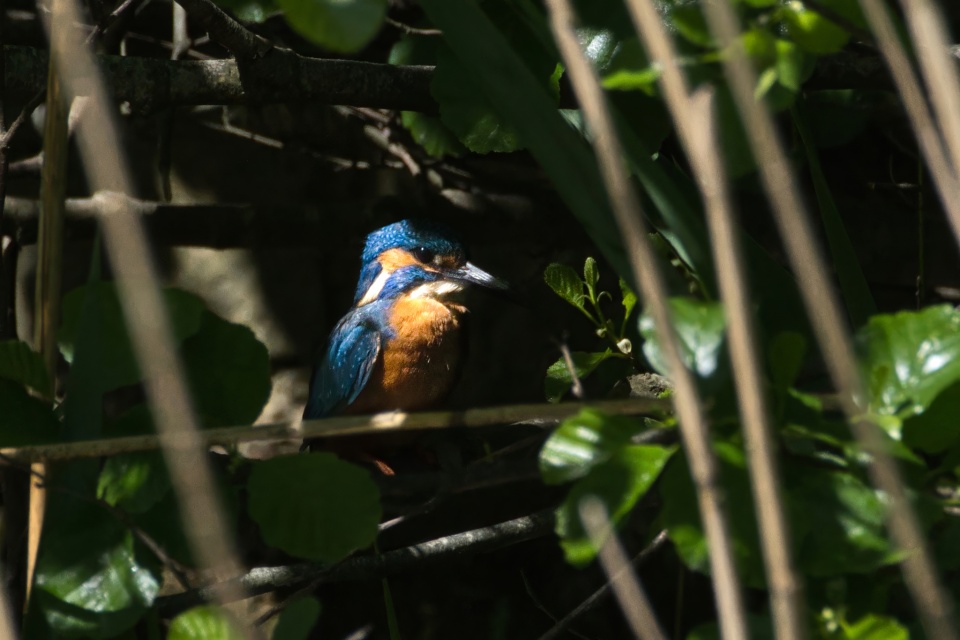 A flicker of electric blue... | Incredibish | Blipfoto