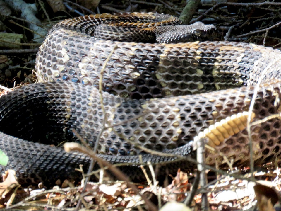 Timber Rattler in the Quehanna Wild Area! | GirlWithACamera | Blipfoto