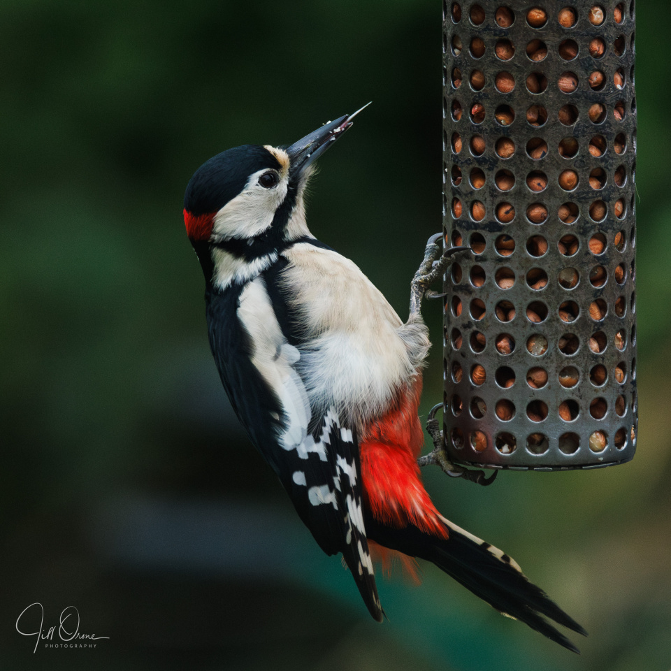 Tasty | JDO | Blipfoto