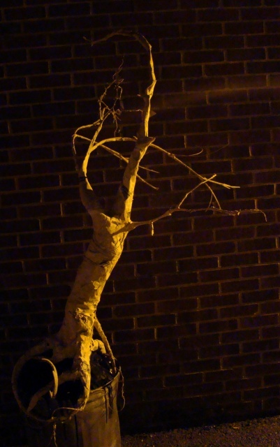 Paper Tree. | Spatial | Blipfoto