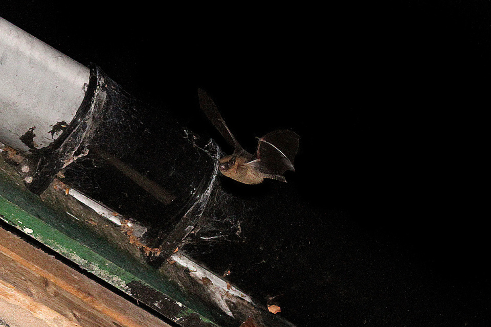 Moth hunting.. | WorldPhotograph | Blipfoto