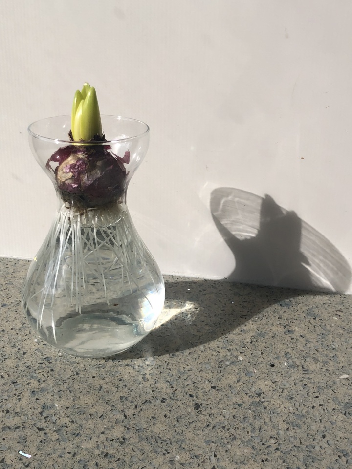 New roots | 59 | Blipfoto