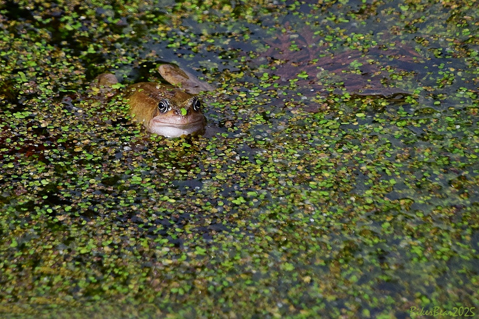 Tiny ............. | BikerBear | Blipfoto