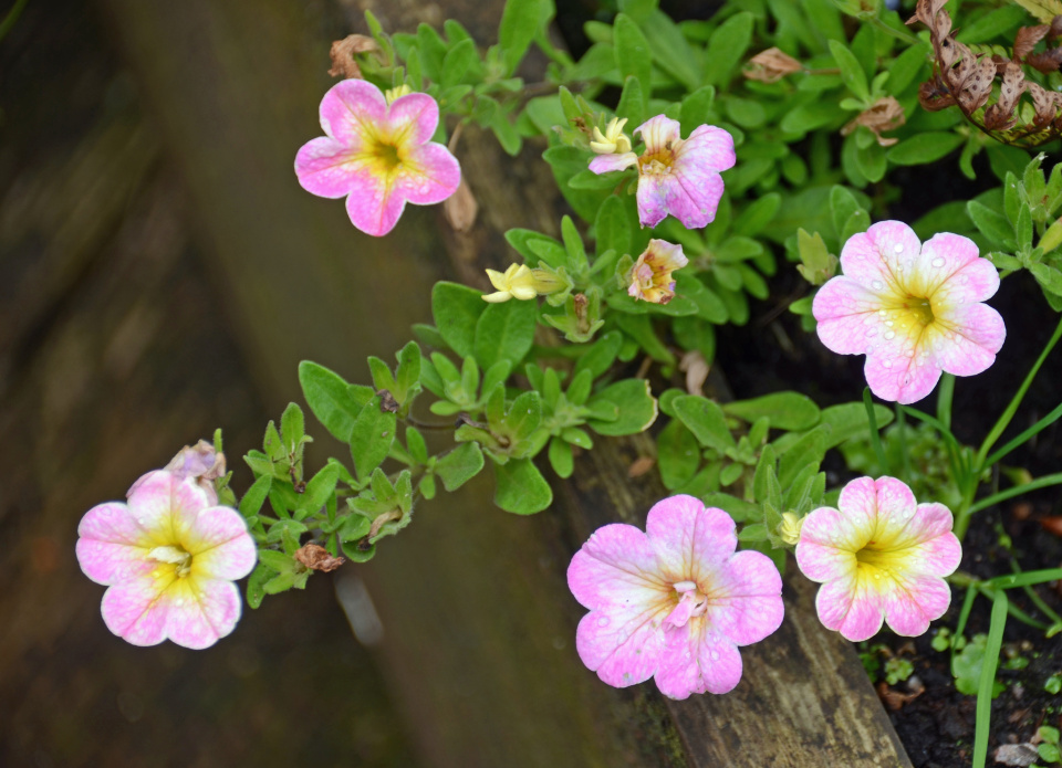 Fancy Francy | Maurice1948 | Blipfoto