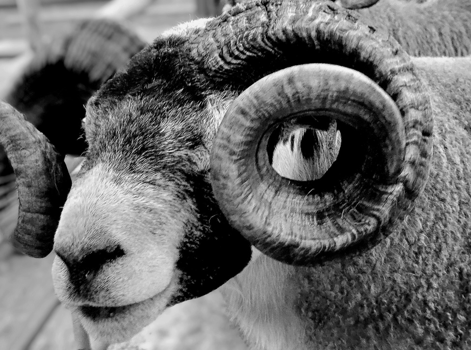 Curly wurly | snapper | Blipfoto