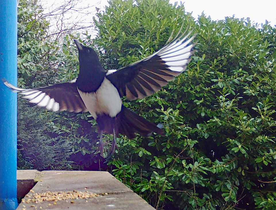 Thieving magpies | Libra | Blipfoto