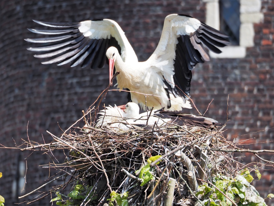 Thrilled..... | pkln | Blipfoto