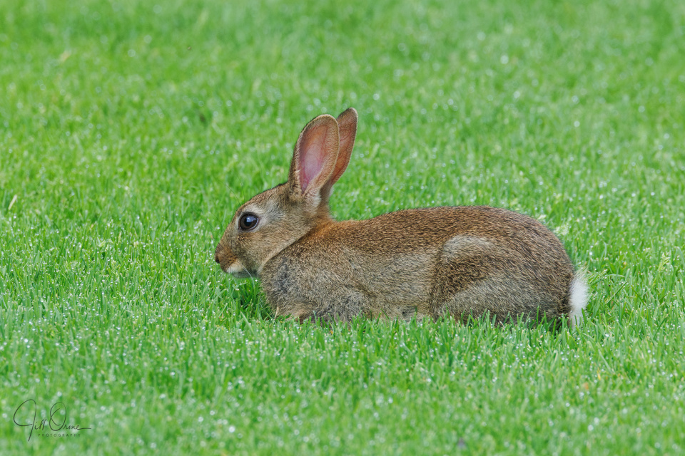 Wabbit | JDO | Blipfoto