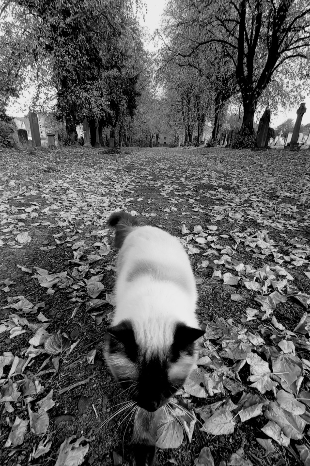 Keats | middleman | Blipfoto