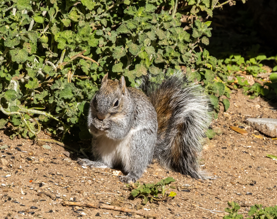 Squirrel in the park | laurie54 | Blipfoto