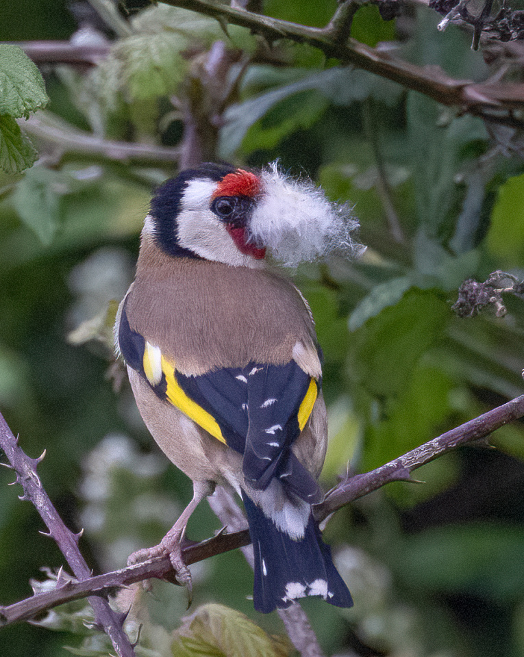 Nesting | Hillyblips | Blipfoto