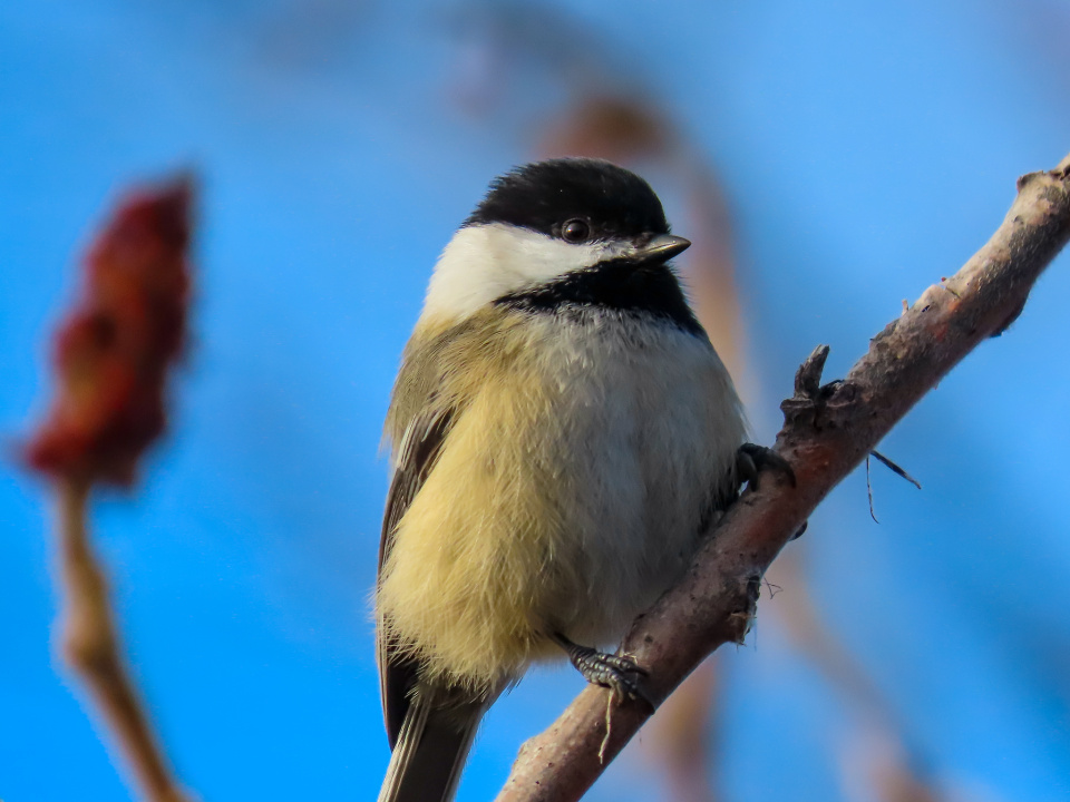 Chickadee | KevinV | Blipfoto