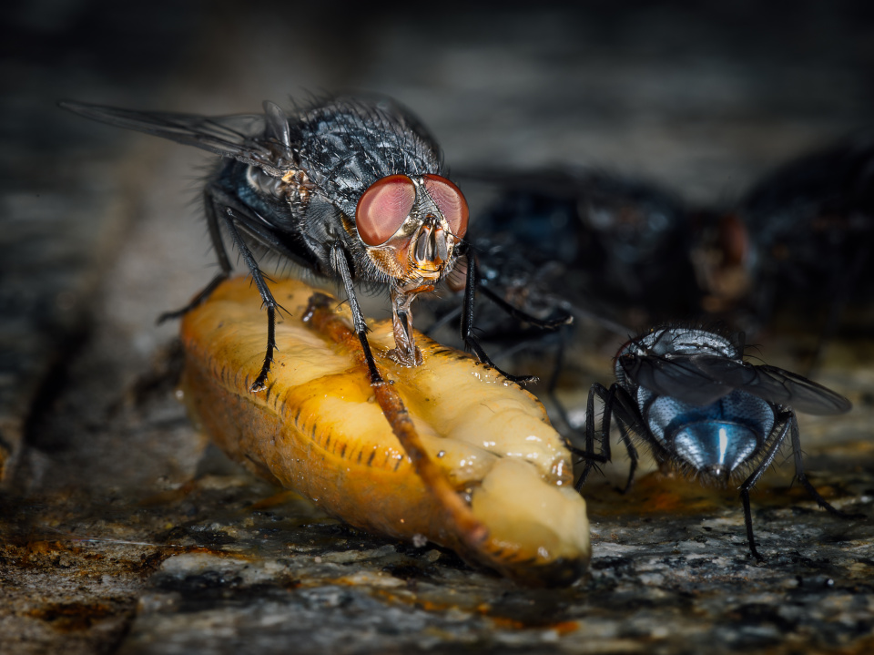 Juicy! | stevvi | Blipfoto