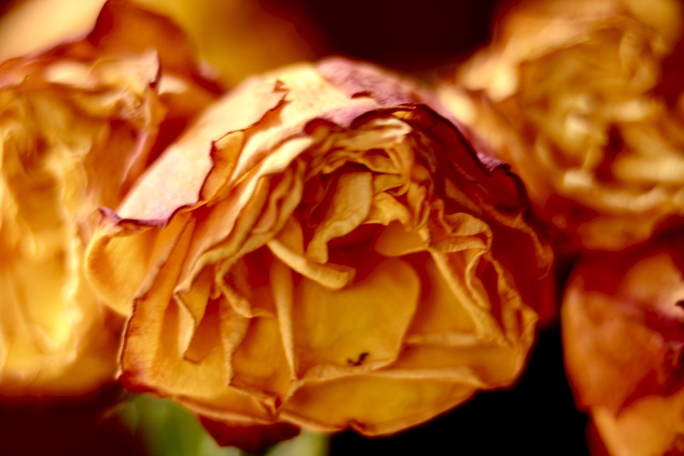 Wilted | Jaybay | Blipfoto