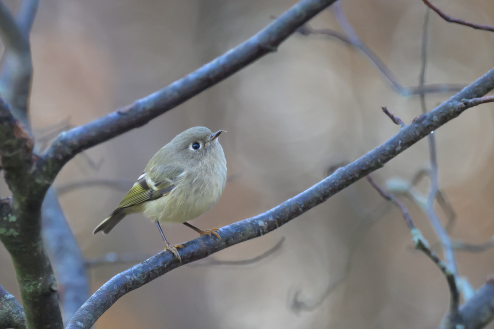 Gotcha! | dbifulco | Blipfoto