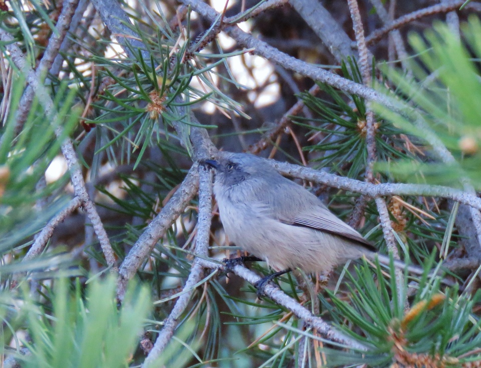 Black-eared Bushtit | pipersmom | Blipfoto