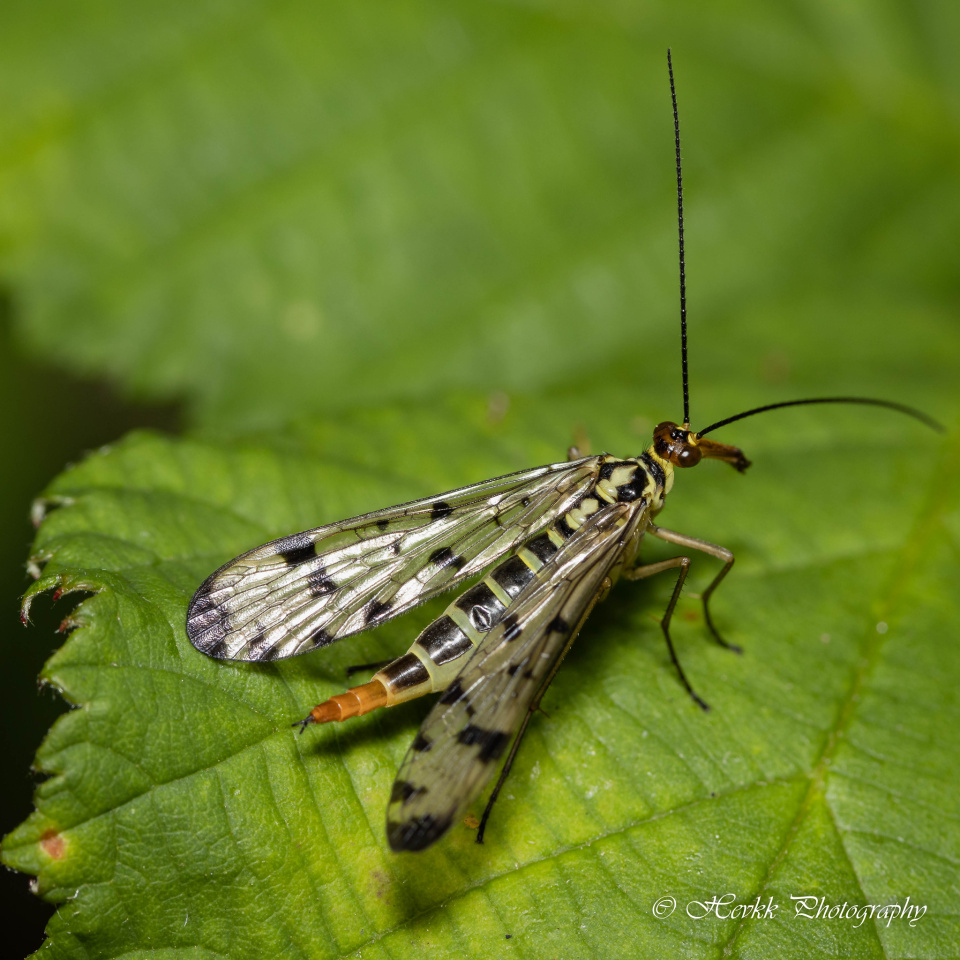 Common Scorpion Fly | Hevkk | Blipfoto
