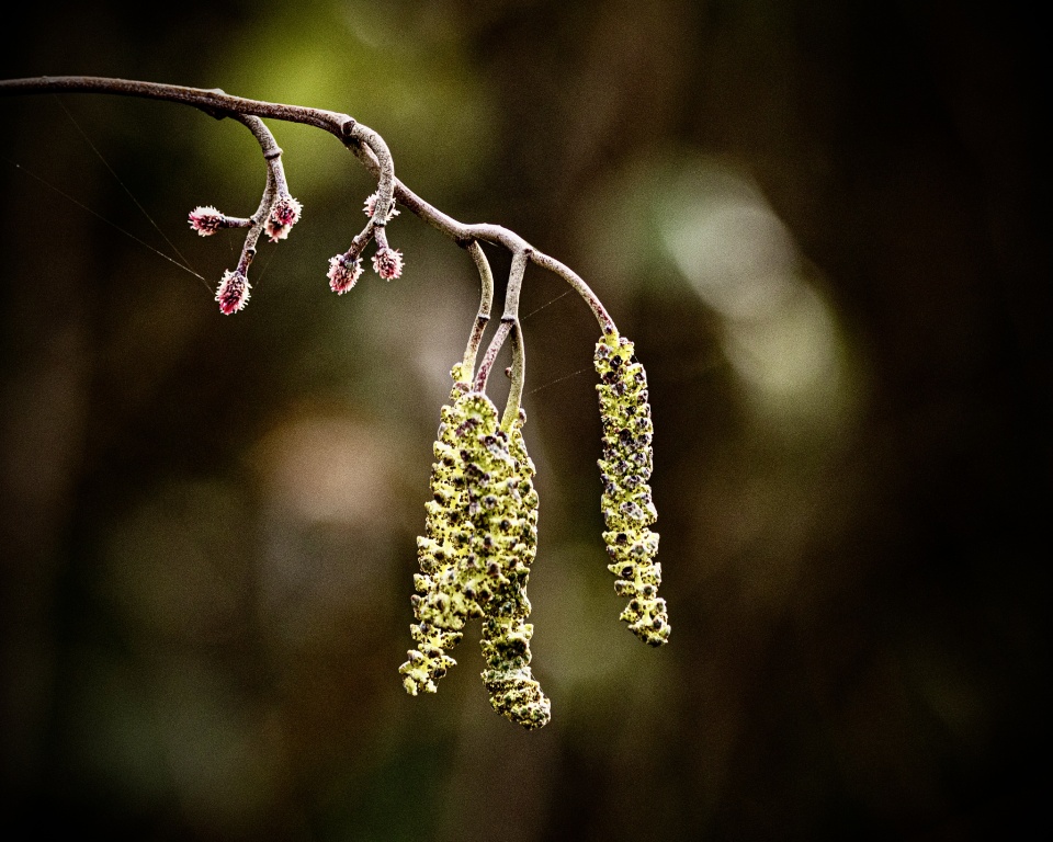 Catkins | maureen6002 | Blipfoto