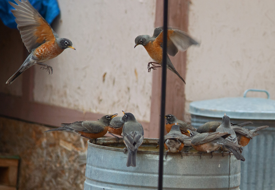 A flock of Robins stop by... | BigE | Blipfoto