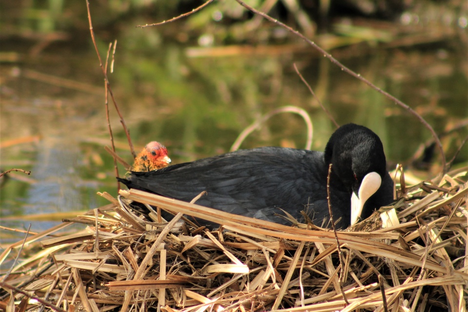 Bald as a Coot! | JulesB | Blipfoto