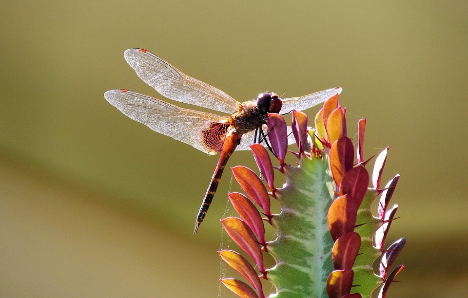 Gossamer Wings | Kiwiamber | Blipfoto