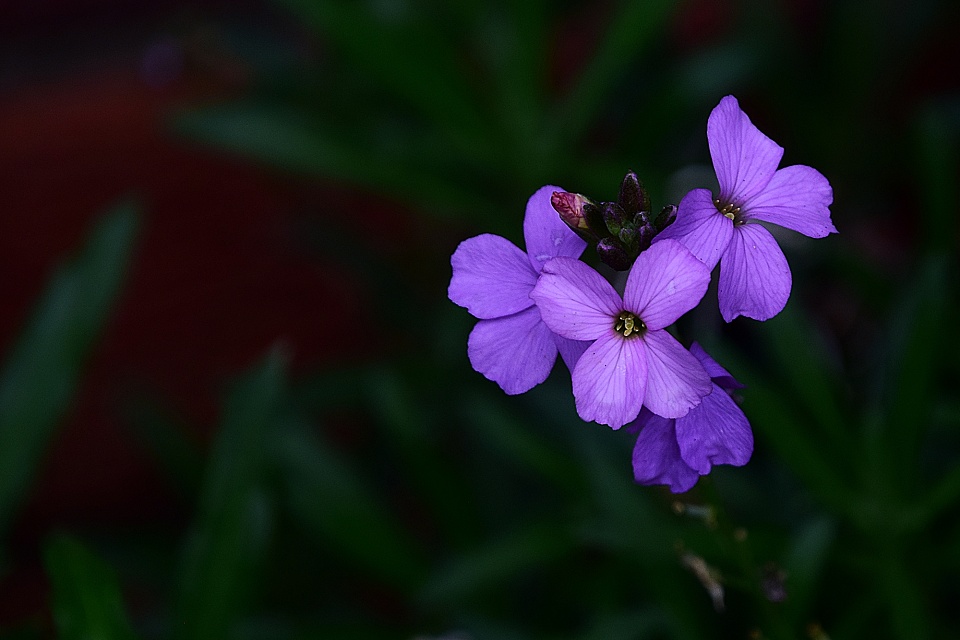 Tiny ......... | BikerBear | Blipfoto