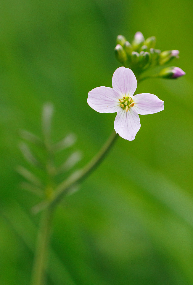 my first... | LesleyAlsford | Blipfoto