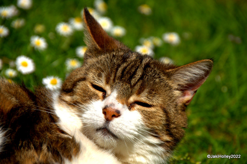 Little Miss Snooty | ThingsBeautiful | Blipfoto
