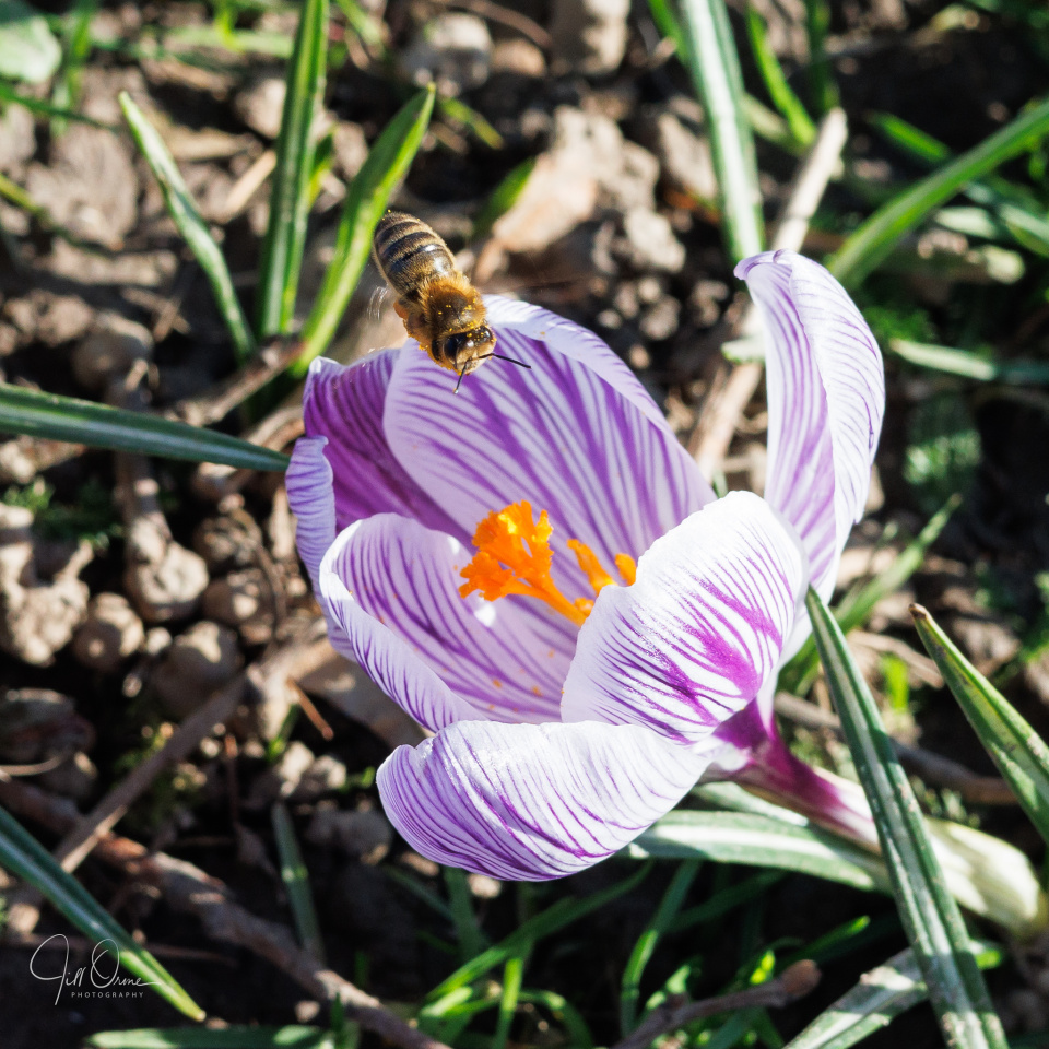 Incoming | JDO | Blipfoto