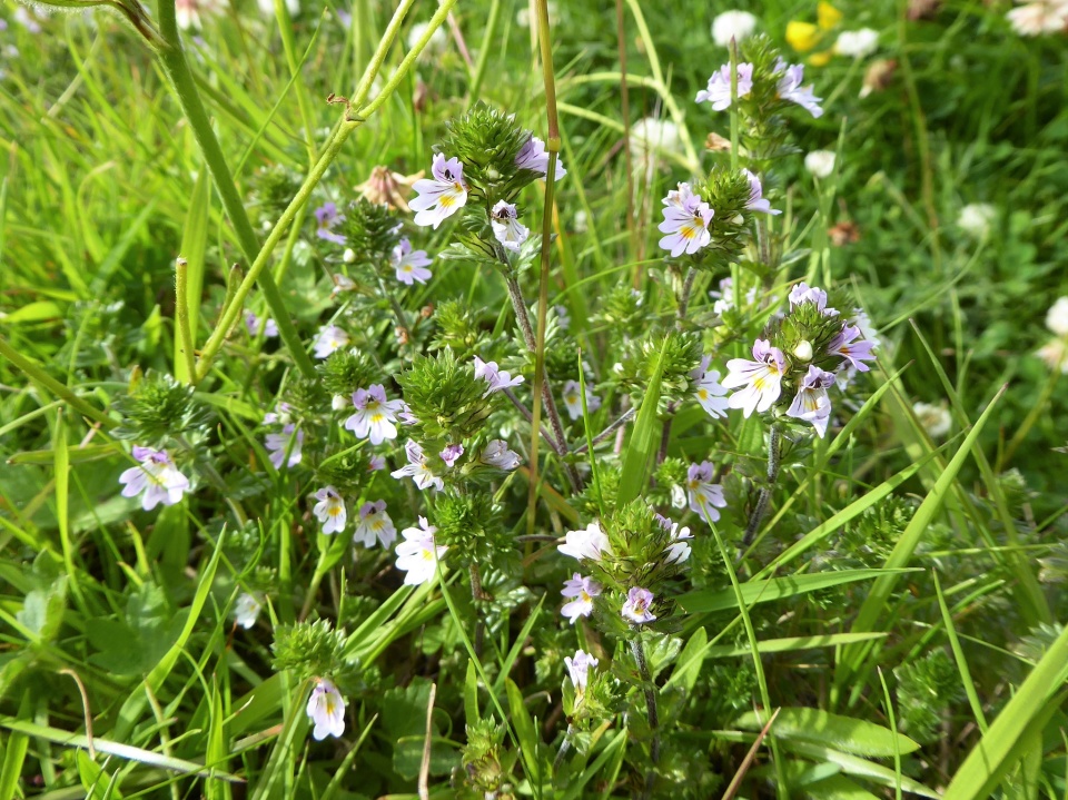 Eyebright | Poppy | Blipfoto
