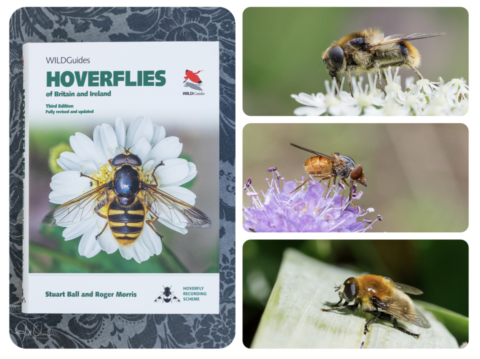 Published | JDO | Blipfoto