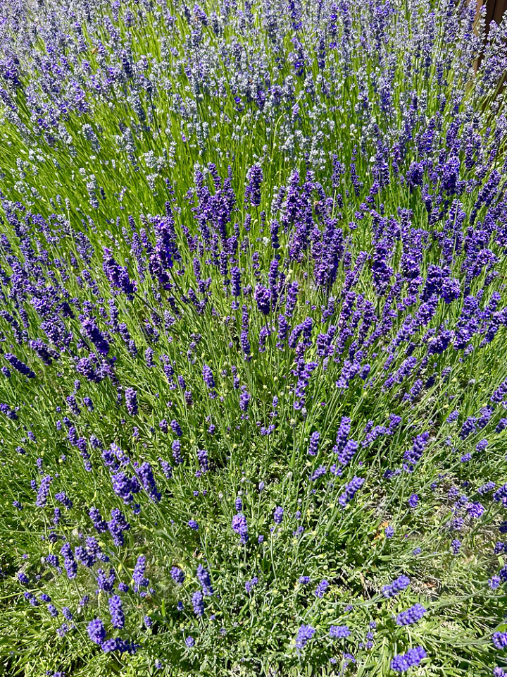 Lavender | seniormoments | Blipfoto