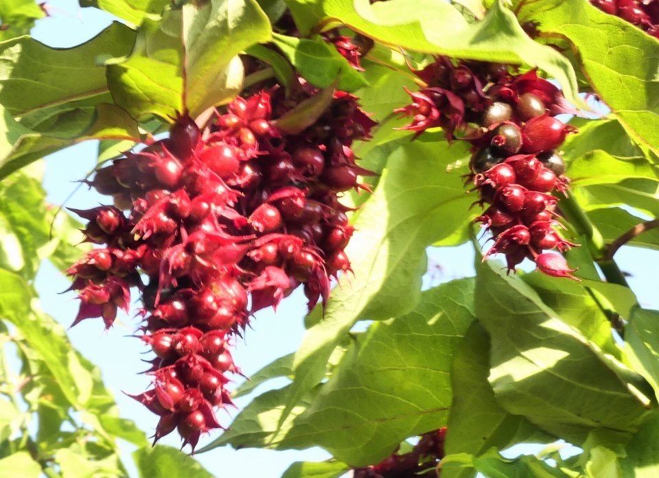 Pheasant Berry | Knottman2 | Blipfoto
