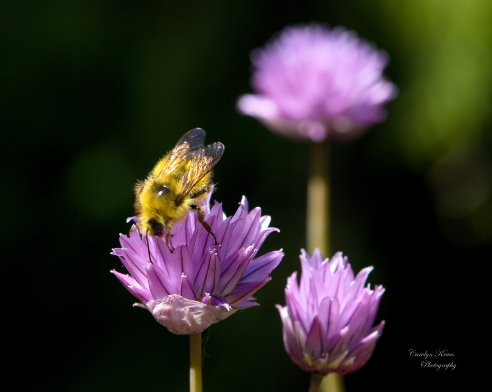 Deep dive | Carolina | Blipfoto