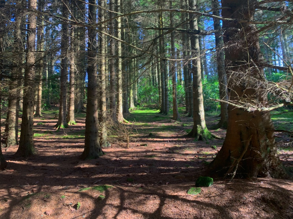 Trees | Quaver | Blipfoto