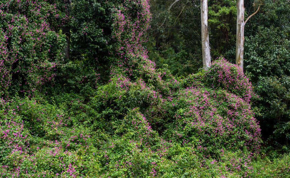 Rampant | trisharooni | Blipfoto